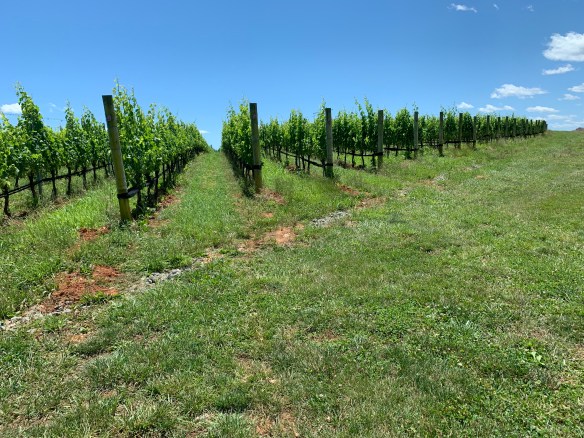 Early Mountain Vineyard | Wine Trails and Wanderlust