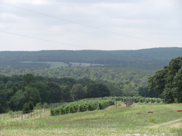 Altillo Vineyard and Winery | Wine Trails and Wanderlust