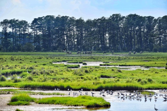 Assateague and Chincoteague Islands | Wine Trails and Wanderlust
