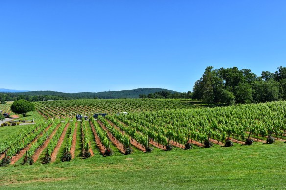 An Introduction To Virginia Wine | Wine Trails and Wanderlust