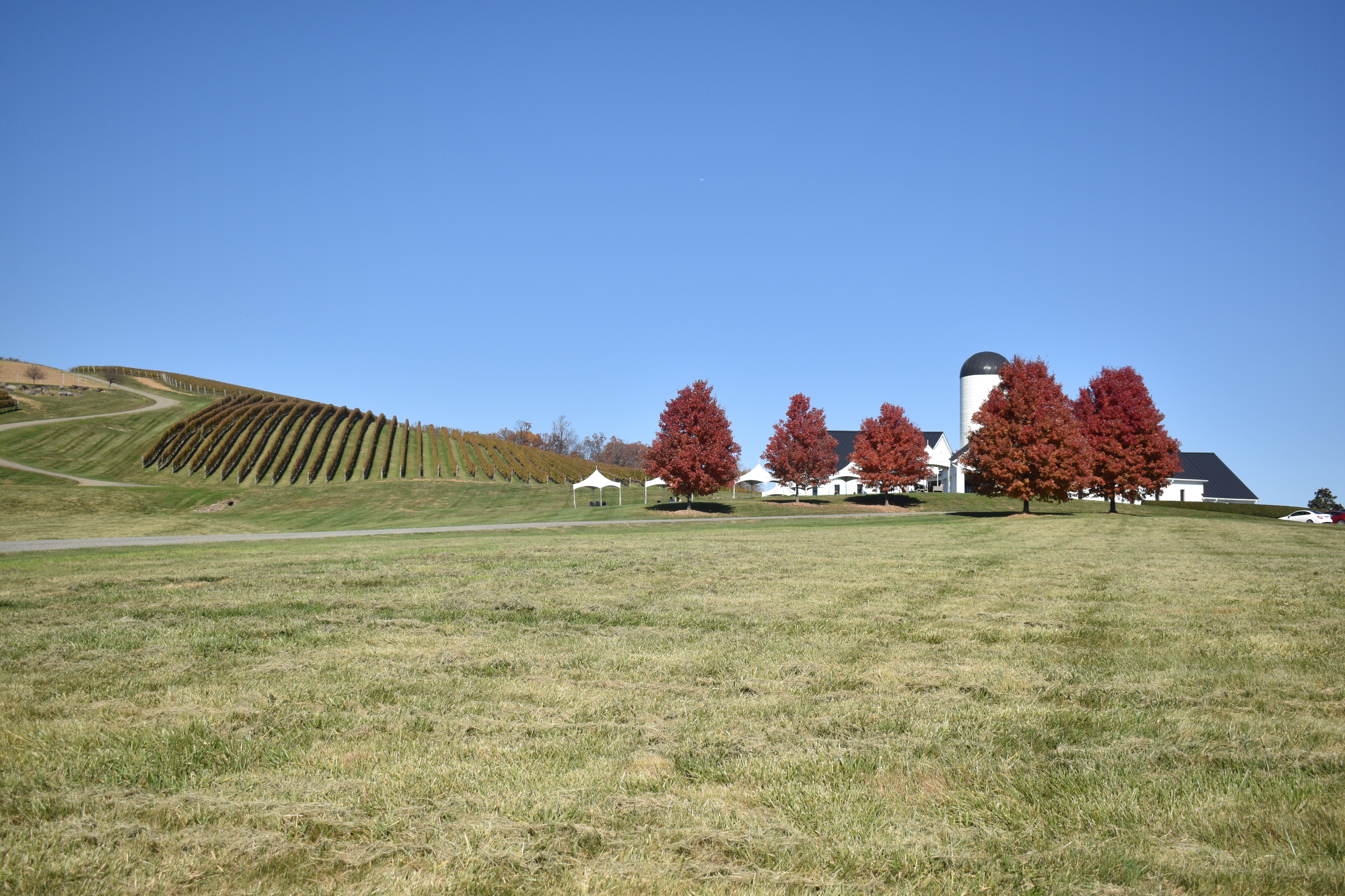 RdV Vineyards | Wine Trails and Wanderlust