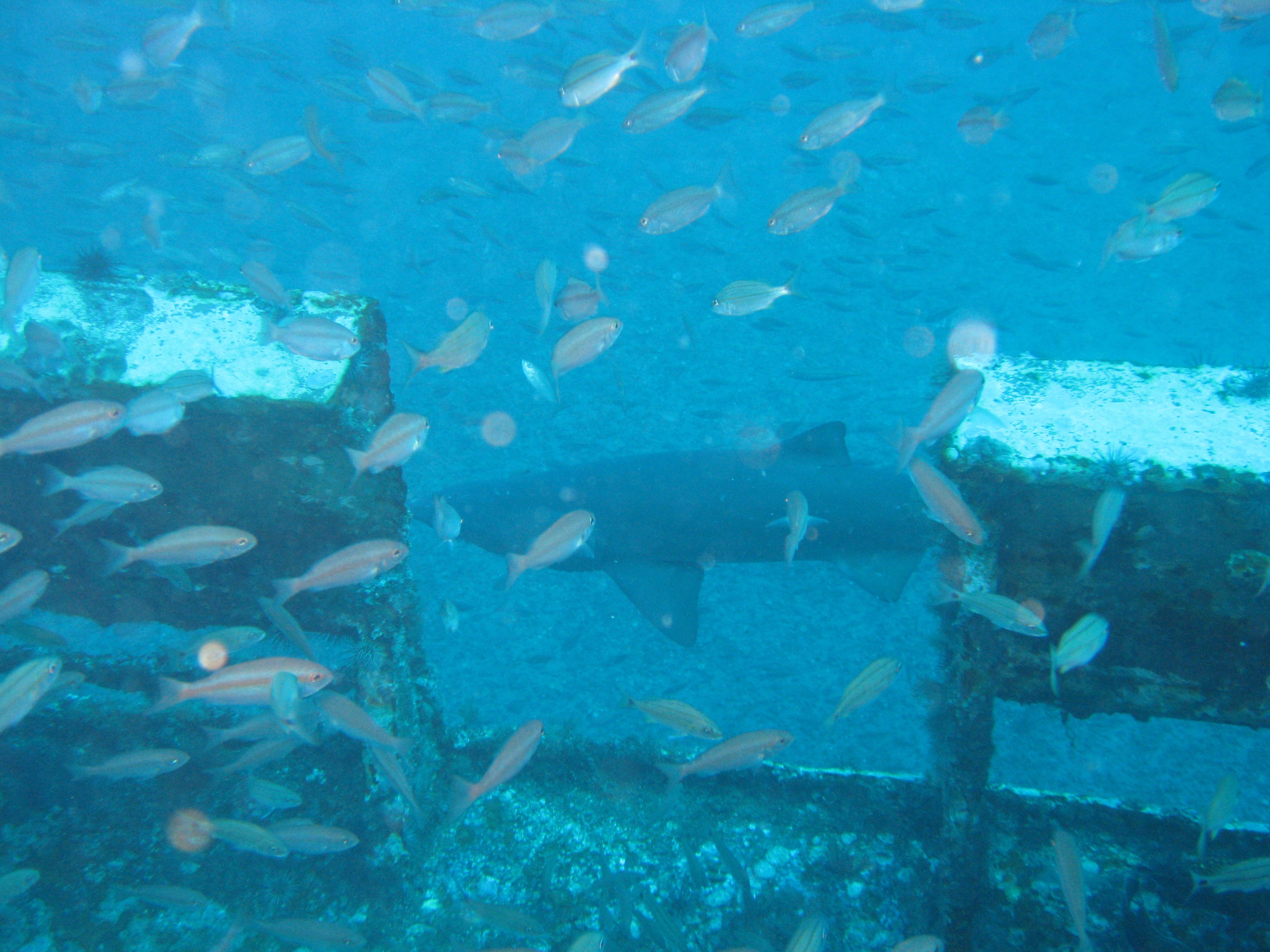 North Carolina Diving / USS Spar, U-352, and Aeolus | Wine Trails and ...