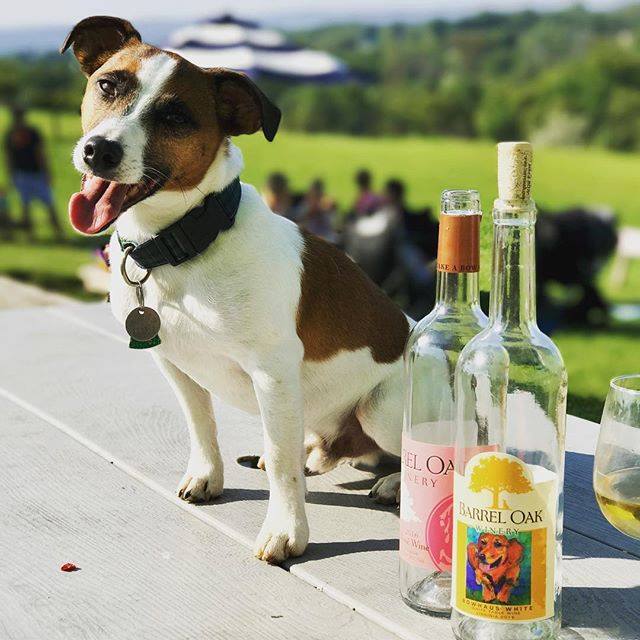 The Doggie Dozen: Pet friendly wineries in Virginia | Wine Trails and ...