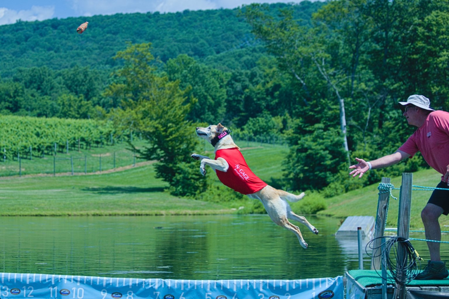 The Doggie Dozen: Pet friendly wineries in Virginia | Wine Trails and ...