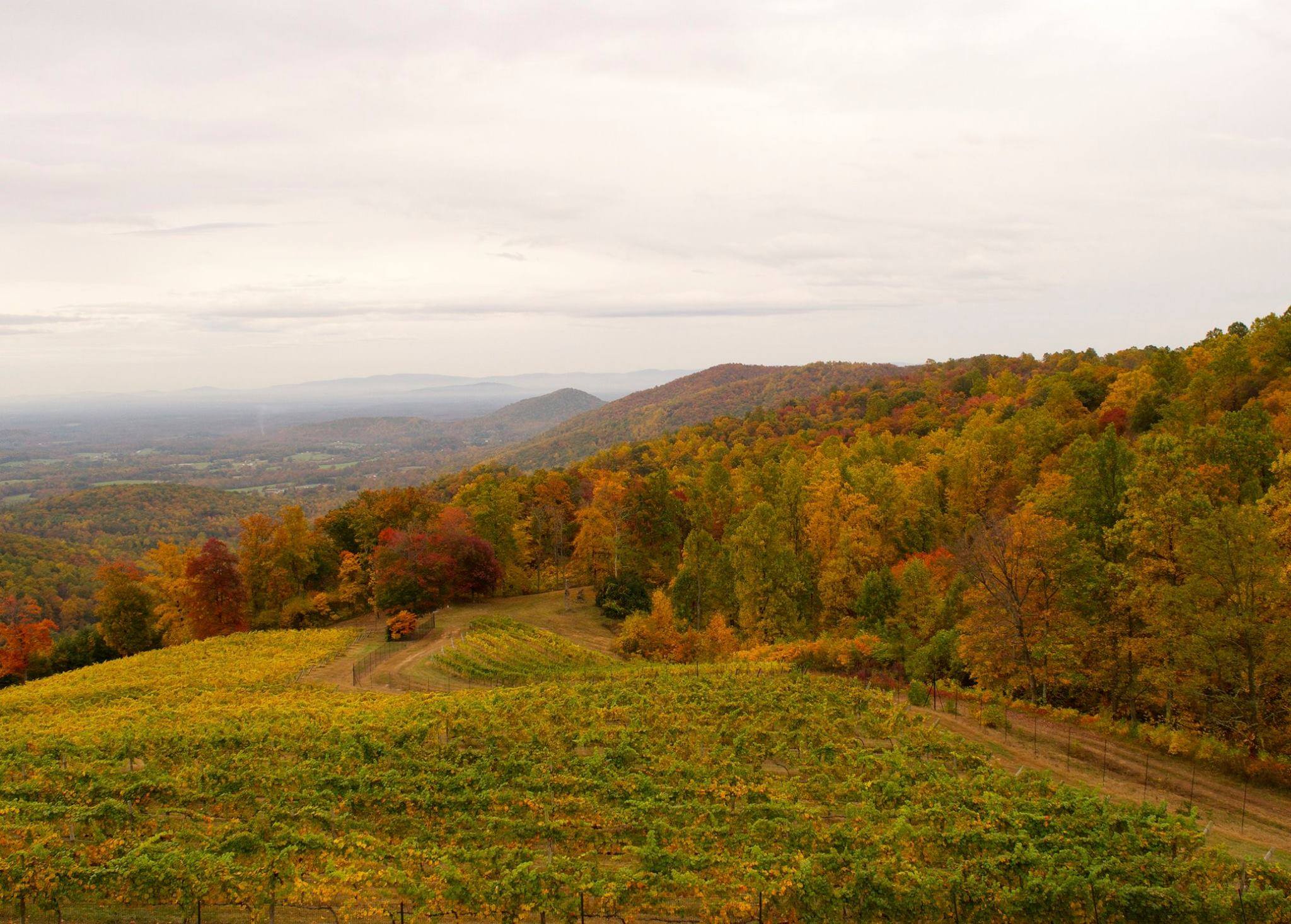 Reaching for the Sky: Virginia’s High Altitude Vineyards | Wine Trails ...