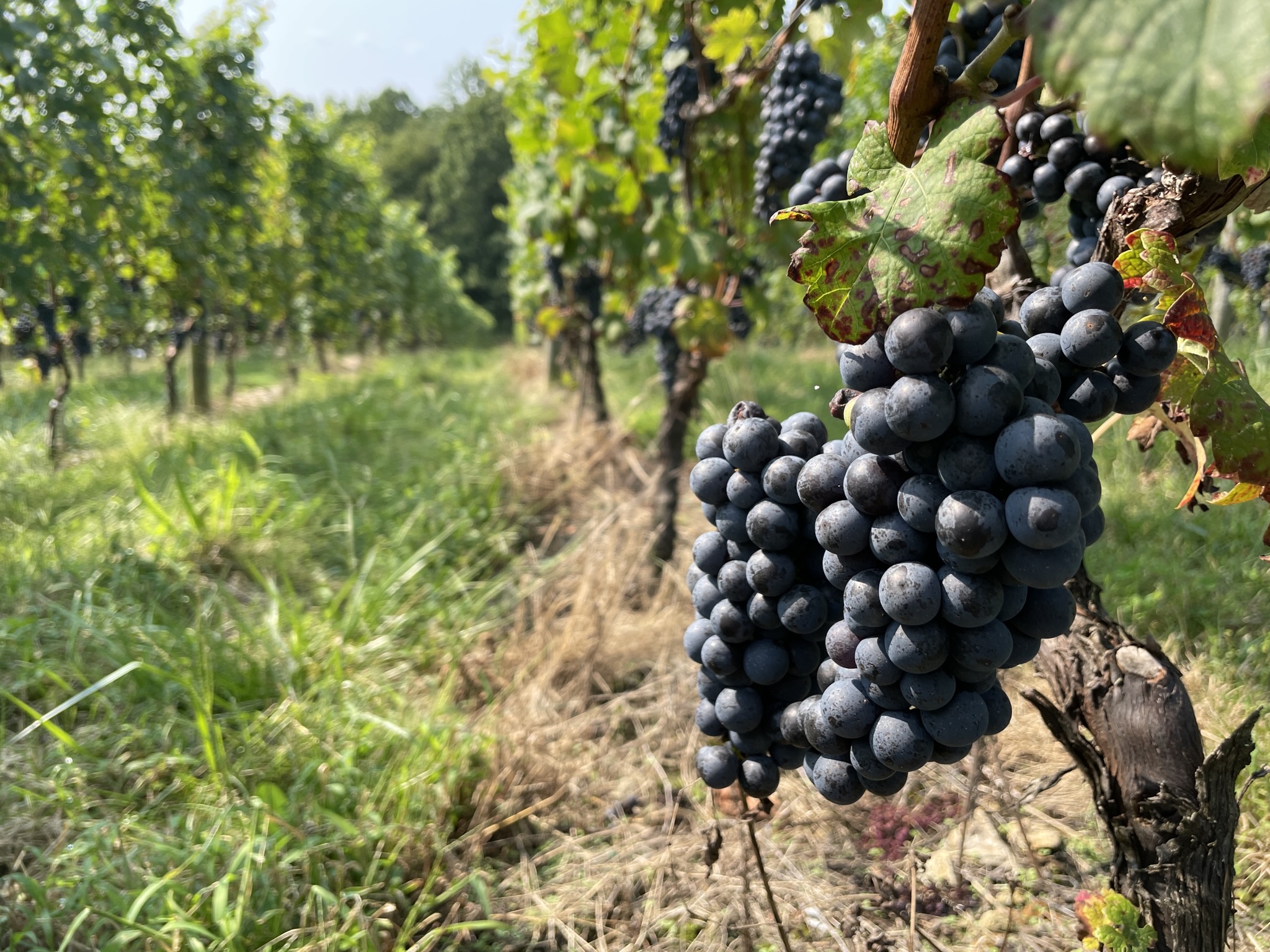 The 2023 Virginia Wine Year In Review | Wine Trails and Wanderlust