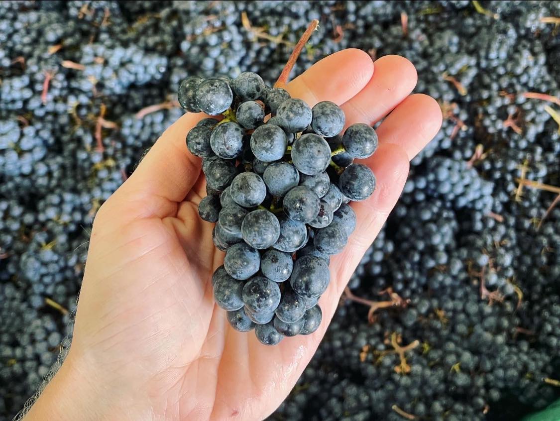 Revisiting The Norton Grape | Wine Trails and Wanderlust