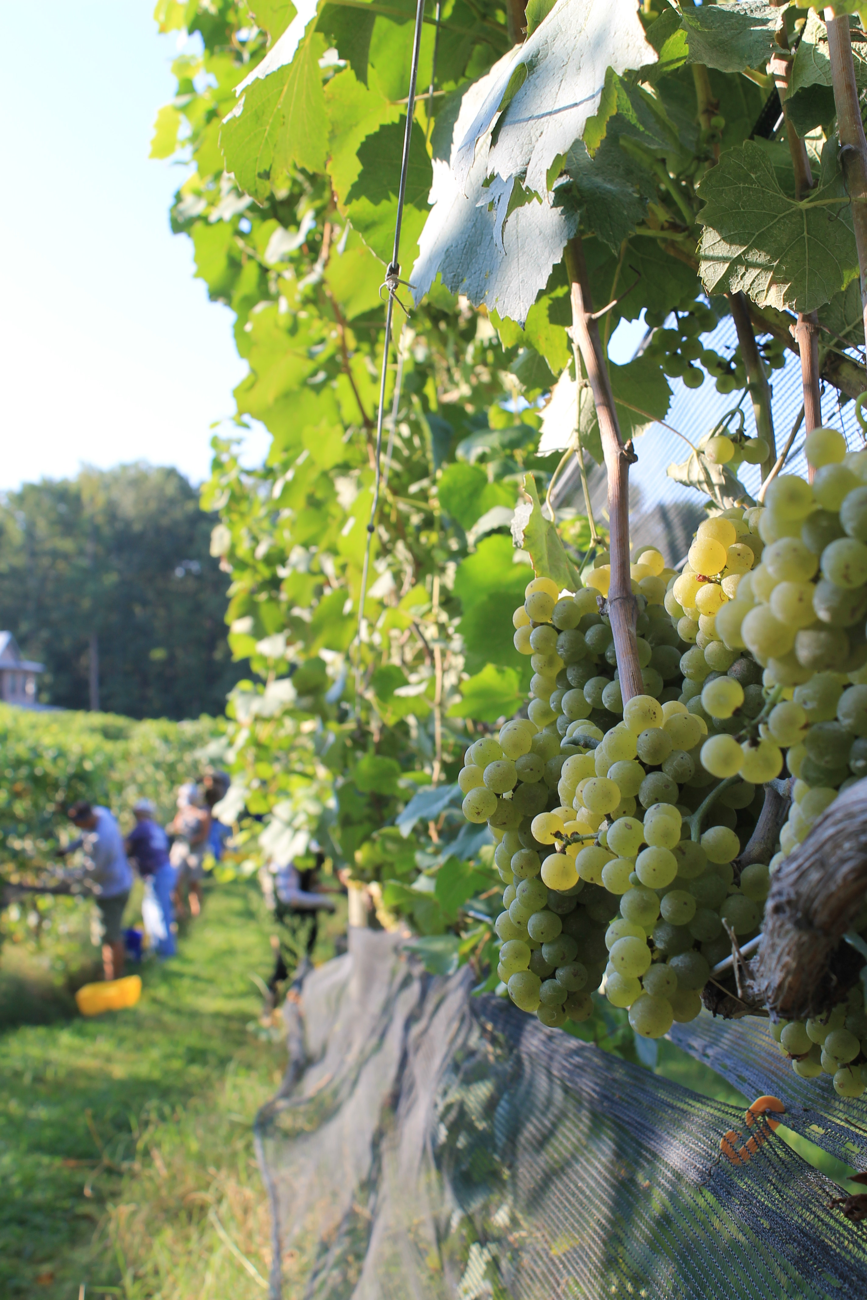 Exploring Richmond’s Winery Scene | Wine Trails and Wanderlust