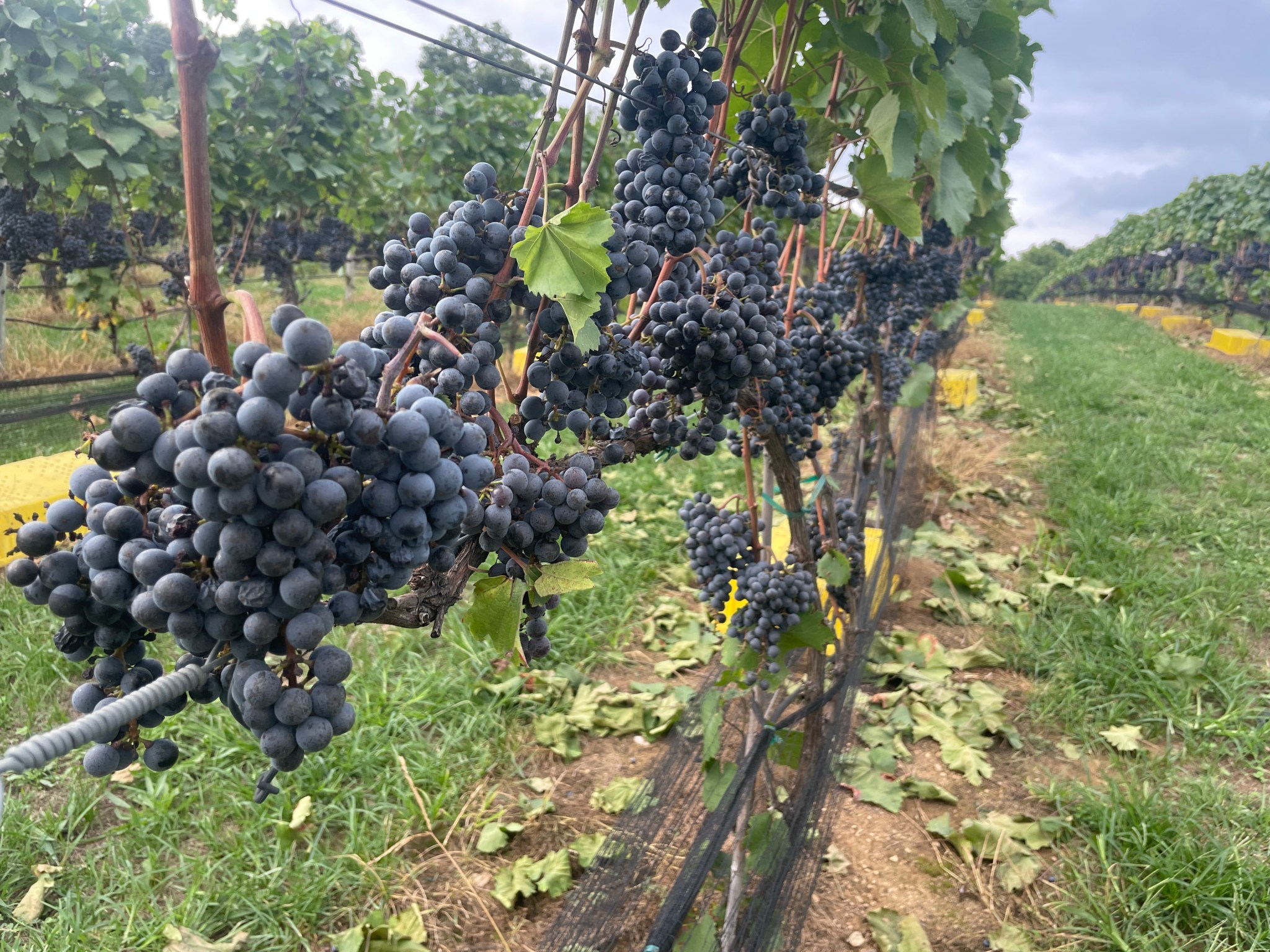 The 2024 Virginia Wine Year In Review | Wine Trails and Wanderlust